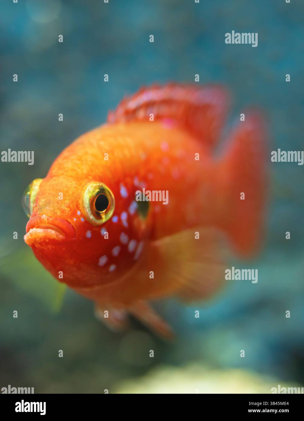 A close-up of a female Jewel Cichlid (Hemichromis lifalili Stock Photo ...