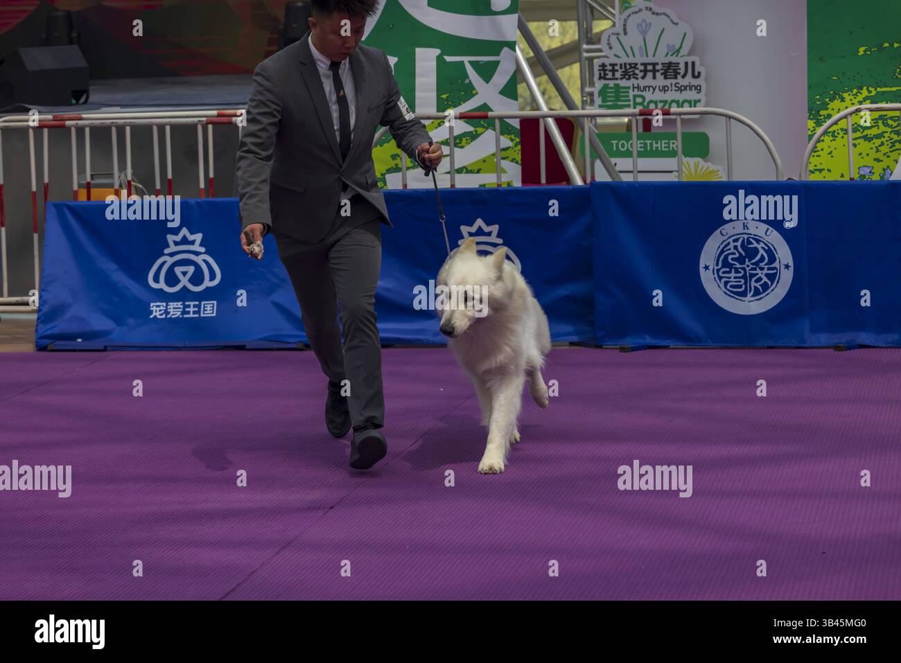 The 2025 CKU All-Breed Championship Dog Show is held in Jilin City, northeast China's Jilin ...