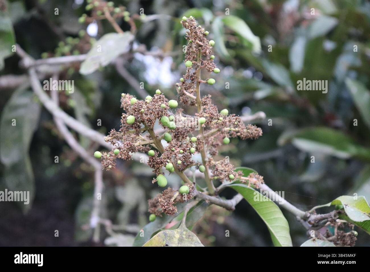 Natural garden view showcasing mango tree branches laden with ...