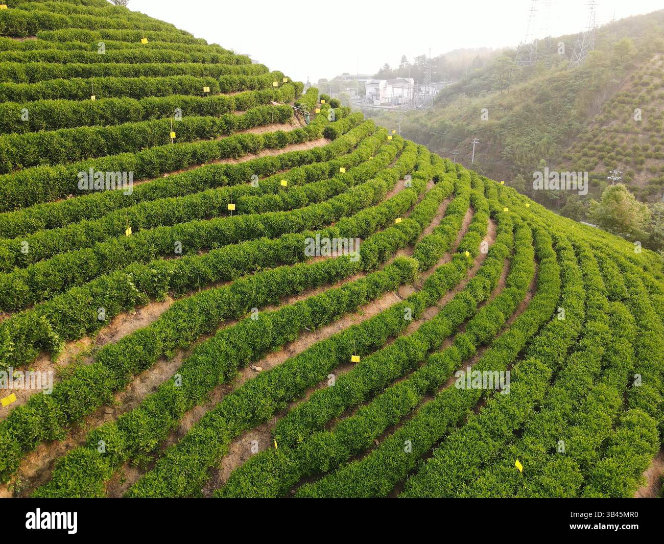 Aerial photo shows the spring scenery of a tea garden in Huangshan City ...