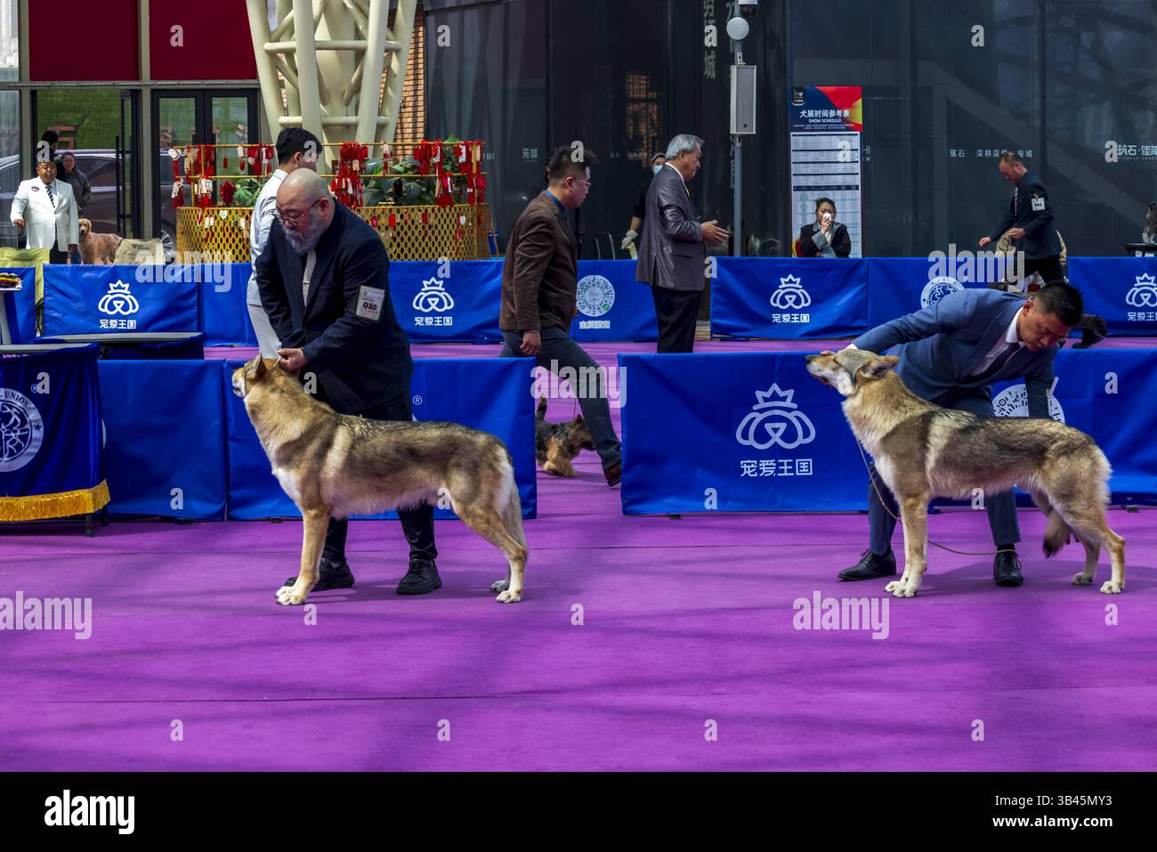 The 2025 CKU All-Breed Championship Dog Show is held in Jilin City, northeast China's Jilin ...