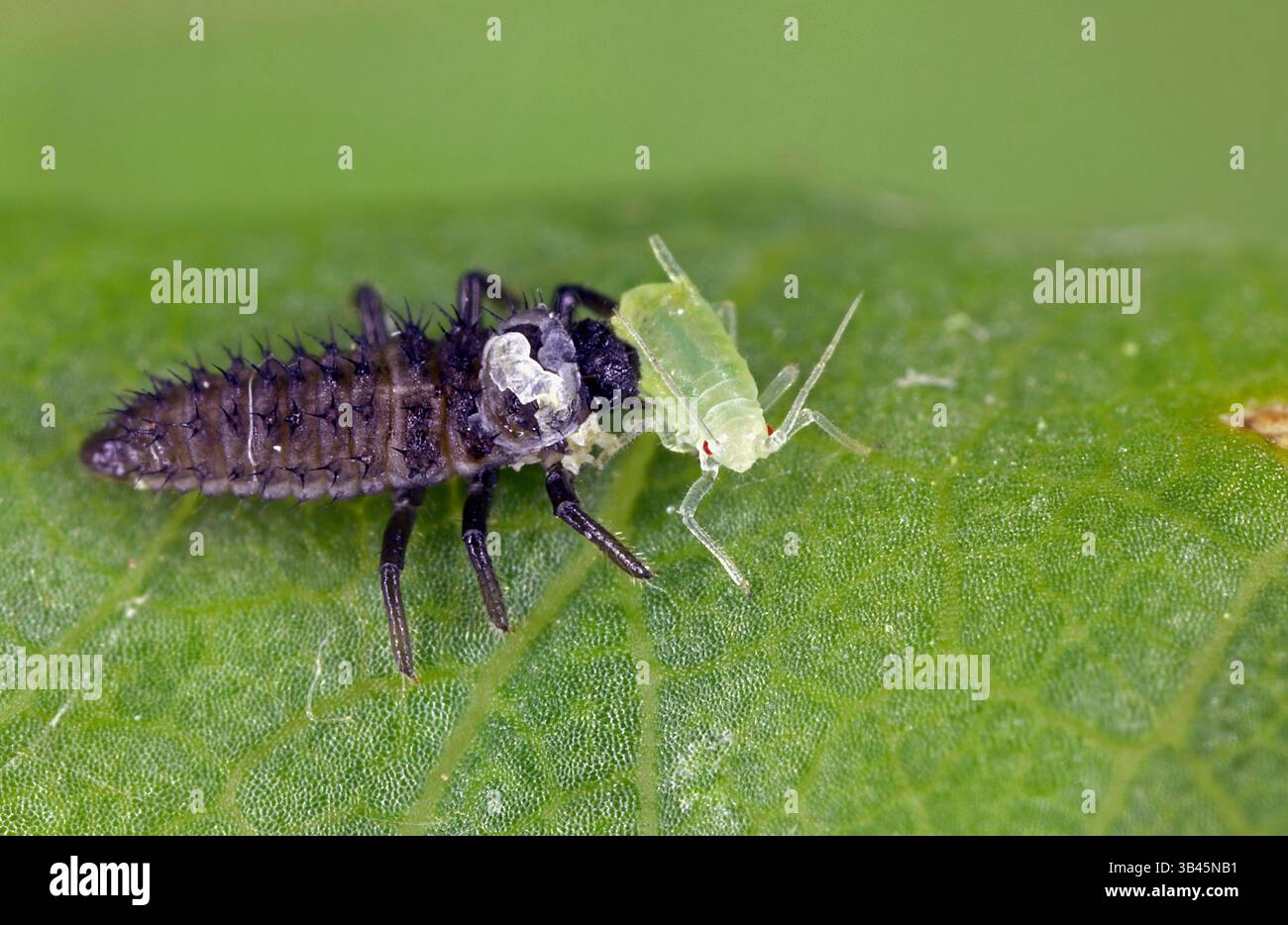 Ladybug, larva eating aphid. Biological protection of plants against ...