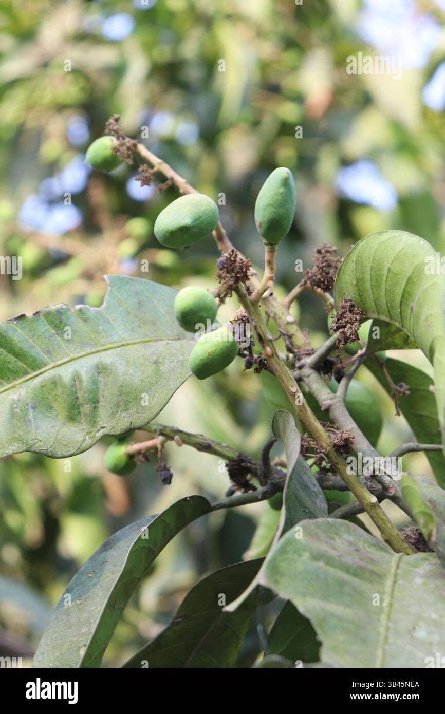 Low angle shot displays unripe green mangoes hanging on a tree branch ...
