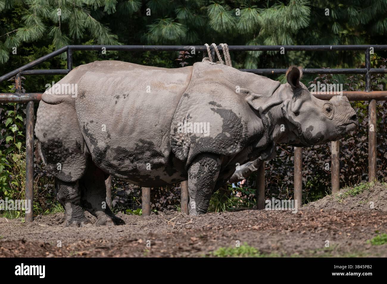 The Indian rhinoceros (Rhinoceros unicornis) in Warsaw Zoological ...