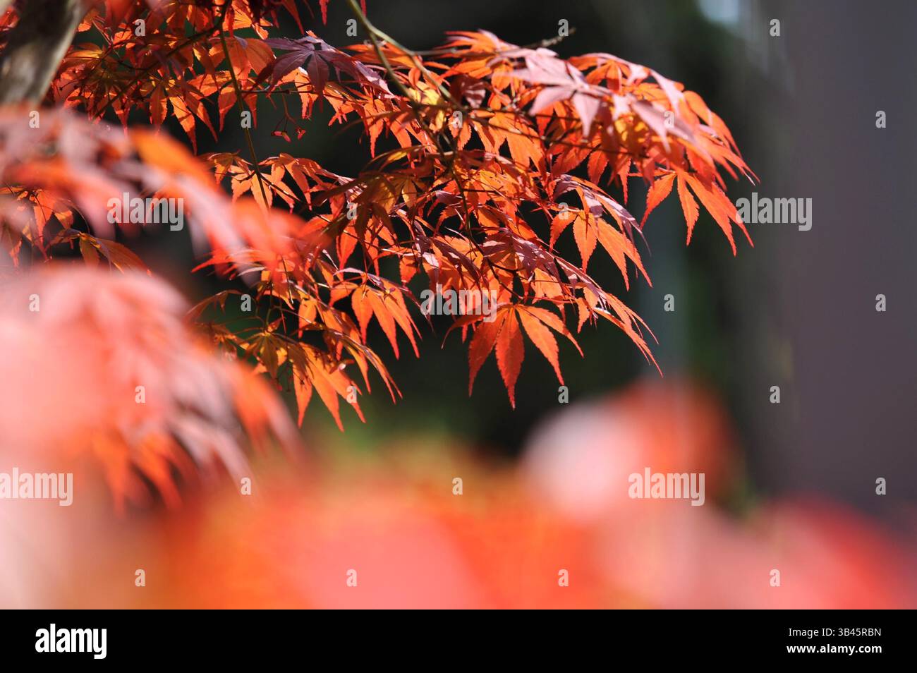 Red maple leaves at a park in Qingdao City, east China's Shandong ...