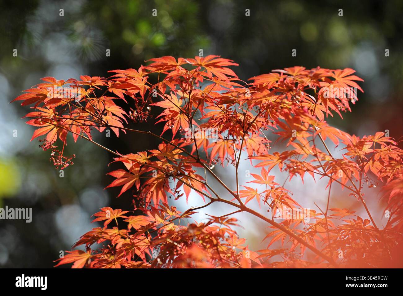 Red maple leaves at a park in Qingdao City, east China's Shandong ...