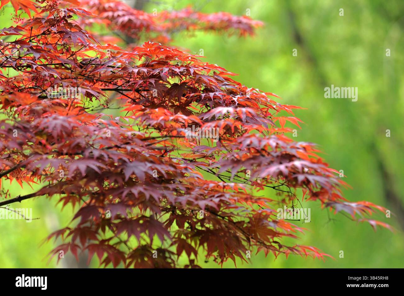 Red maple leaves at a park in Qingdao City, east China's Shandong ...
