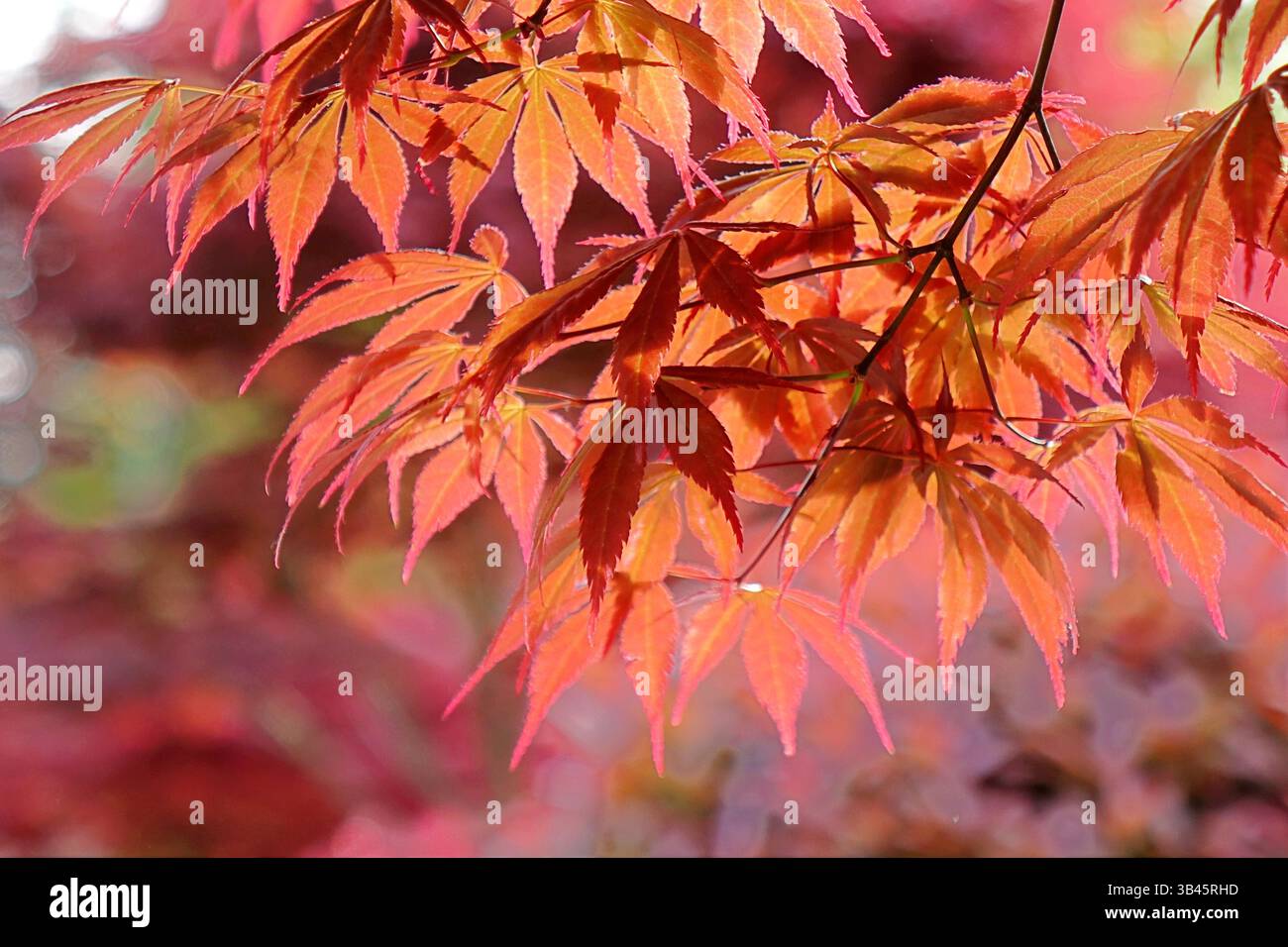 Red maple leaves at a park in Qingdao City, east China's Shandong ...