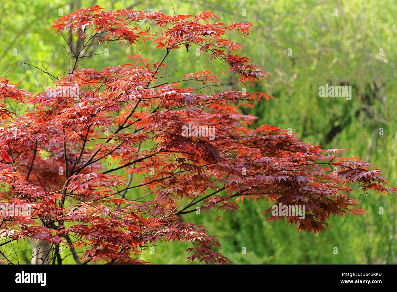 Red maple leaves at a park in Qingdao City, east China's Shandong ...