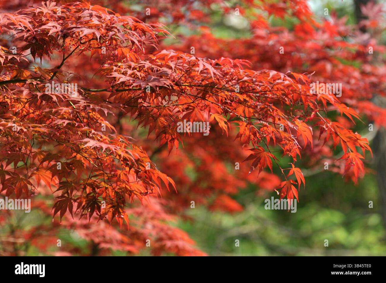 Red maple leaves at a park in Qingdao City, east China's Shandong ...