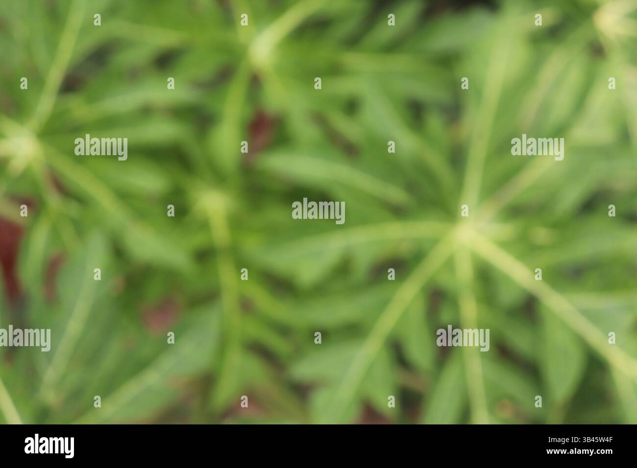 Close-up reveals a captivating abstract of blurred green cassava leaves ...