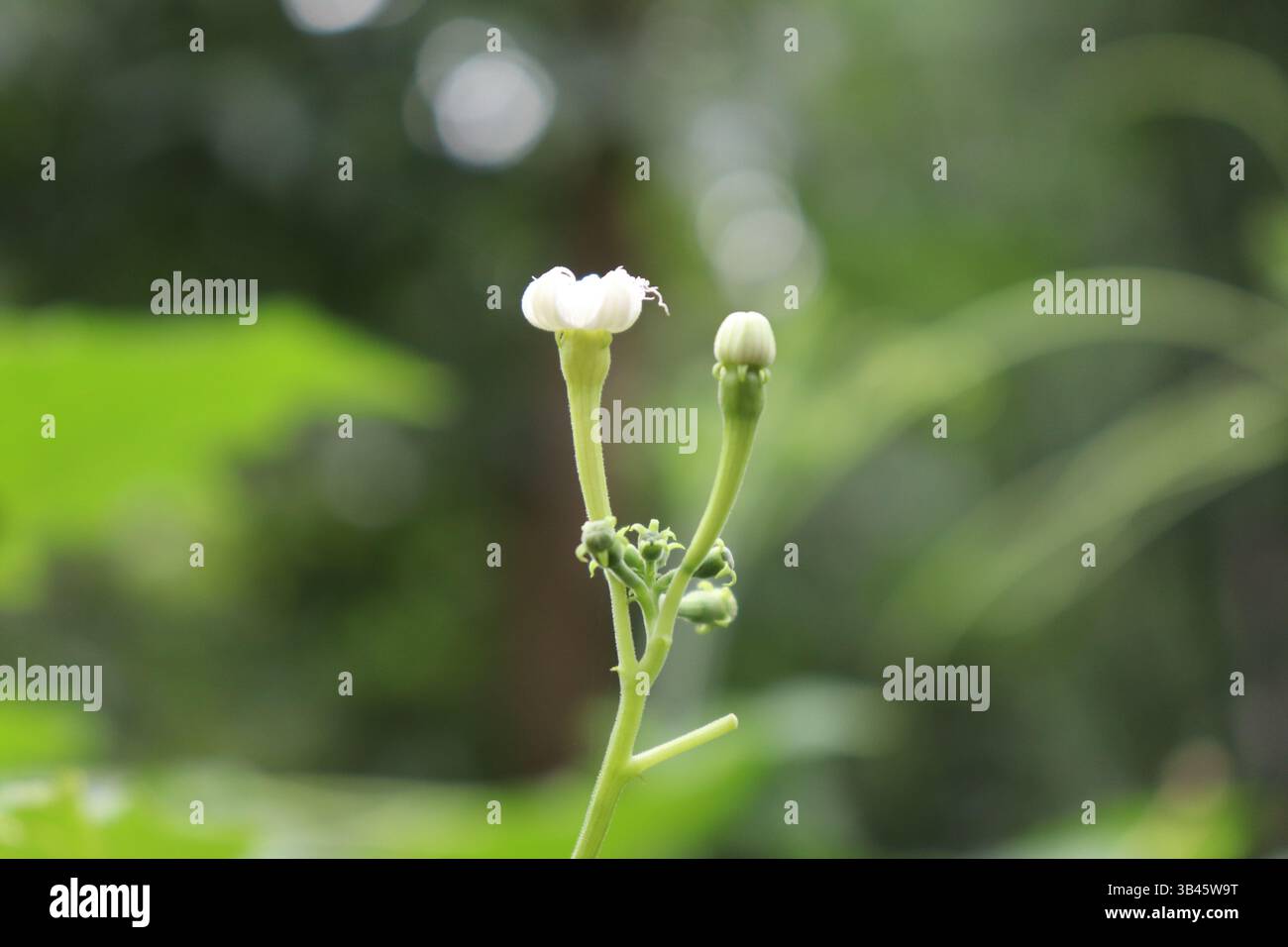 Close view features a blossom, a flowering stem, and tiny buds in a ...