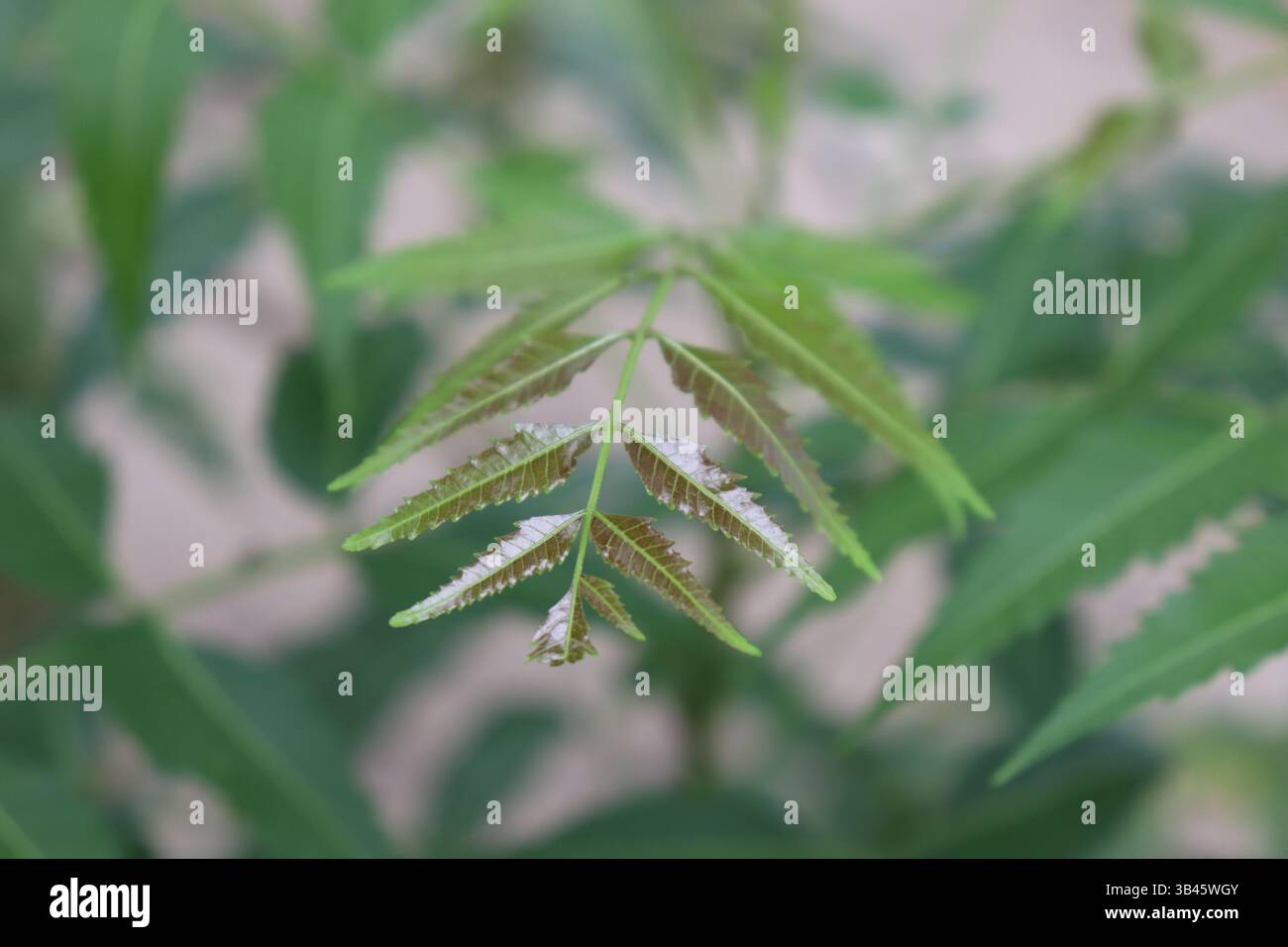 Neem leaf detailed hi-res stock photography and images - Alamy