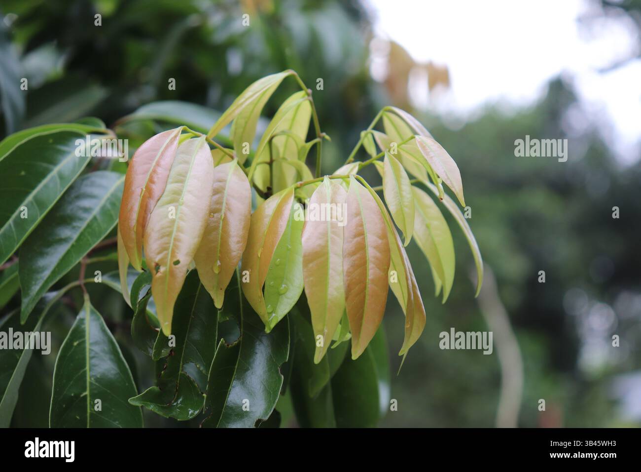 Focus on lychee tree saplings revealing diverse green hues and unique ...