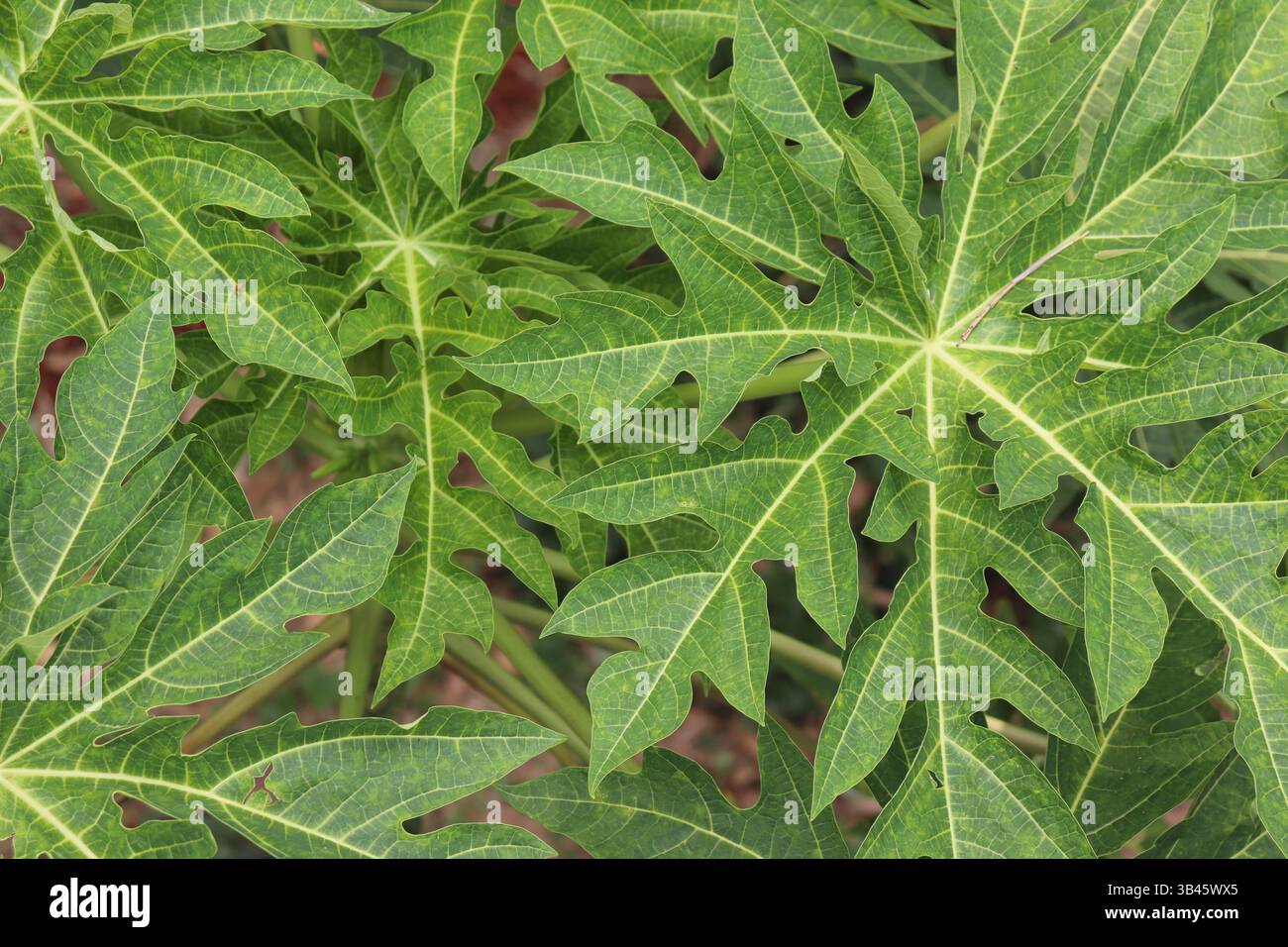 Captures detailed papaya leaves. Features distinct veins, vibrant green ...