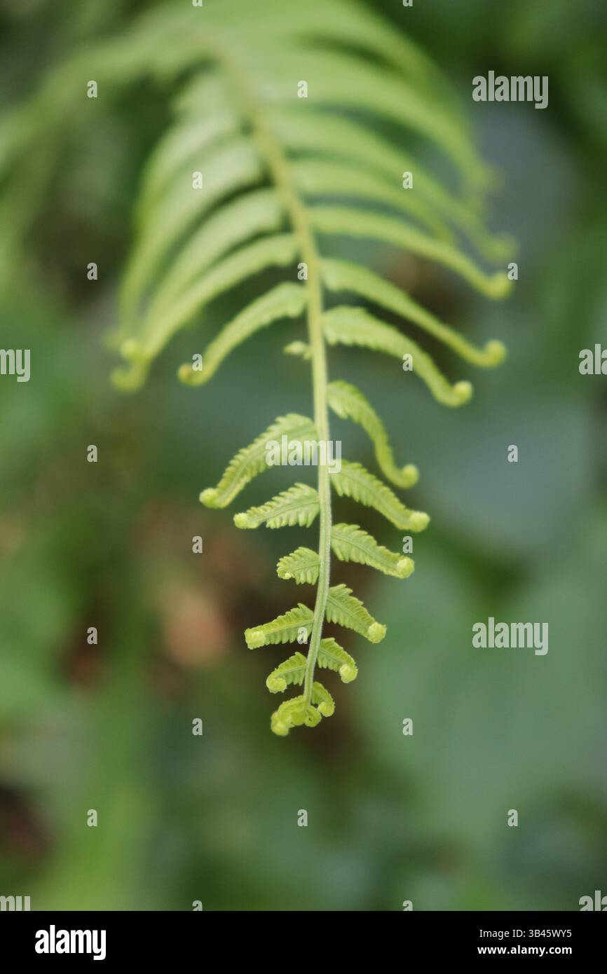 Close-up shows a verdant fern leaf unfurling outdoors in natural light ...