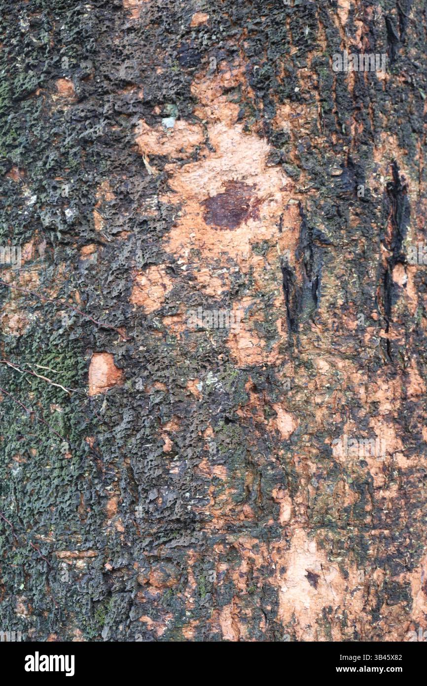 Close up depicts tree hi-res stock photography and images - Alamy
