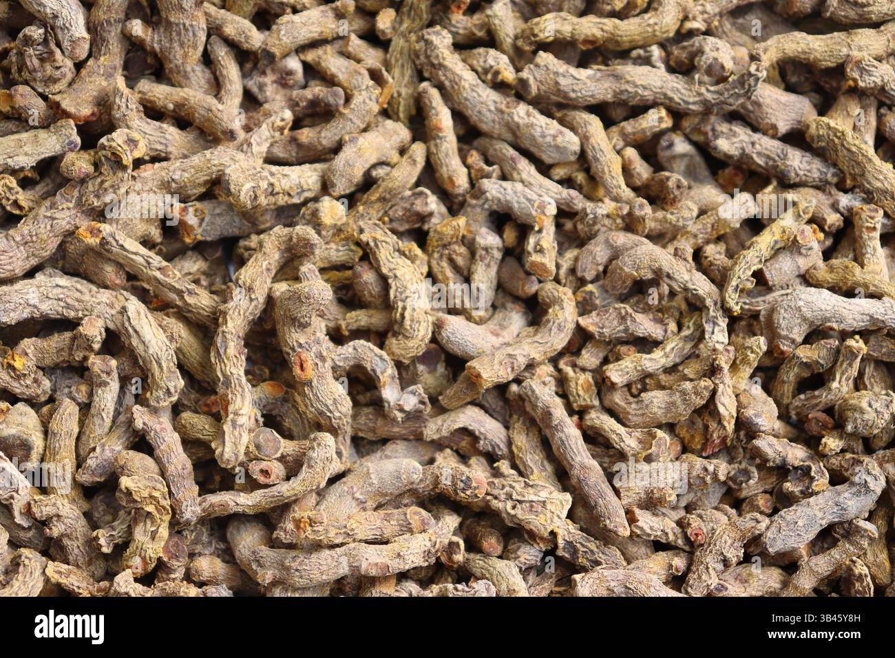 A close-up shows a dense pile of rough-textured, dried galangal roots ...