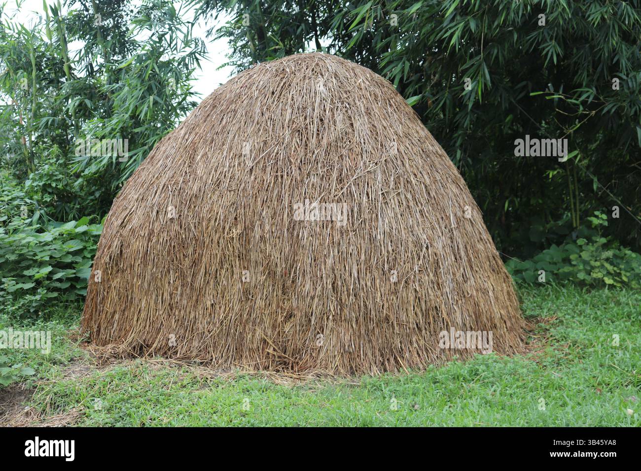 Image shows a tall haystack made of dry straw, surrounded by bamboo ...