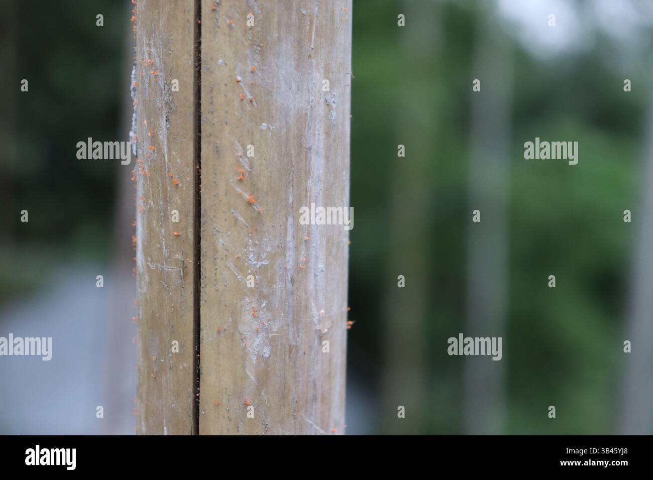 Close-up showcases the texture, grain, and orange fungus of bamboo ...