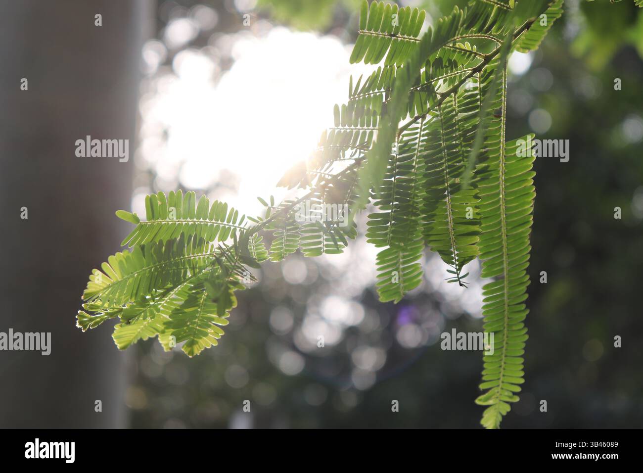 Close-up showcasing bright sunlight filtering through green tamarind ...