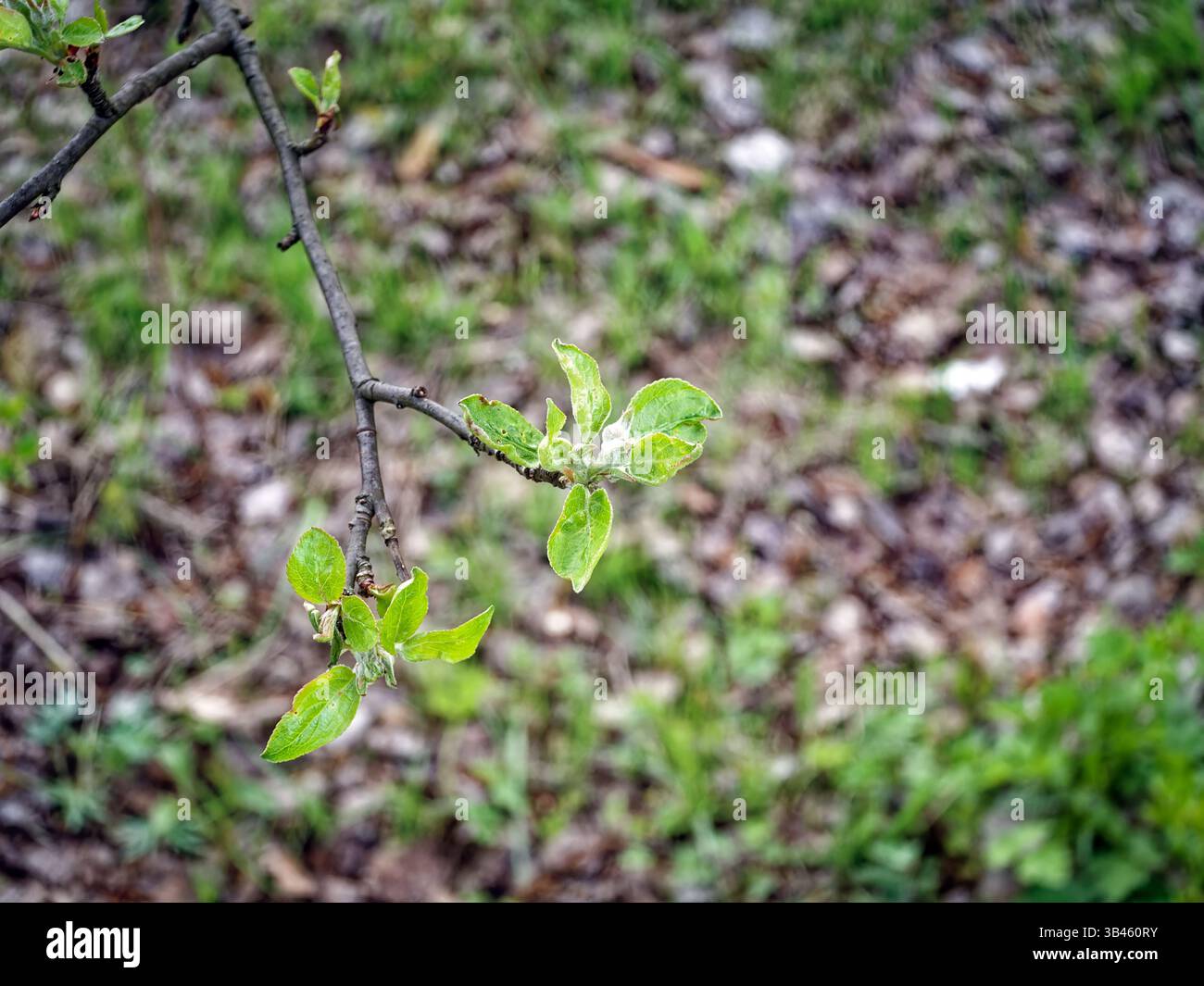 Young leaves blooming on a tree in spring, Russia Stock Photo - Alamy
