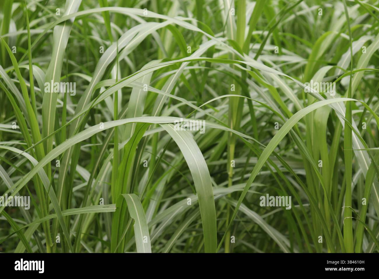 Features lush Napier grass showcasing vertical, overlapping green ...