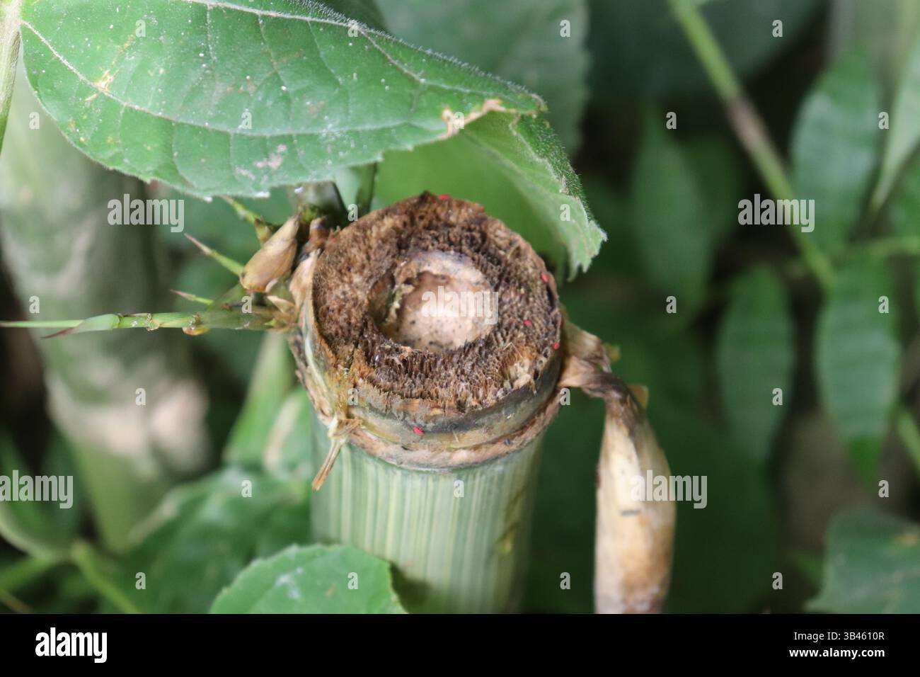 Captured up-close is the cut end of a bamboo stalk surrounded by ...
