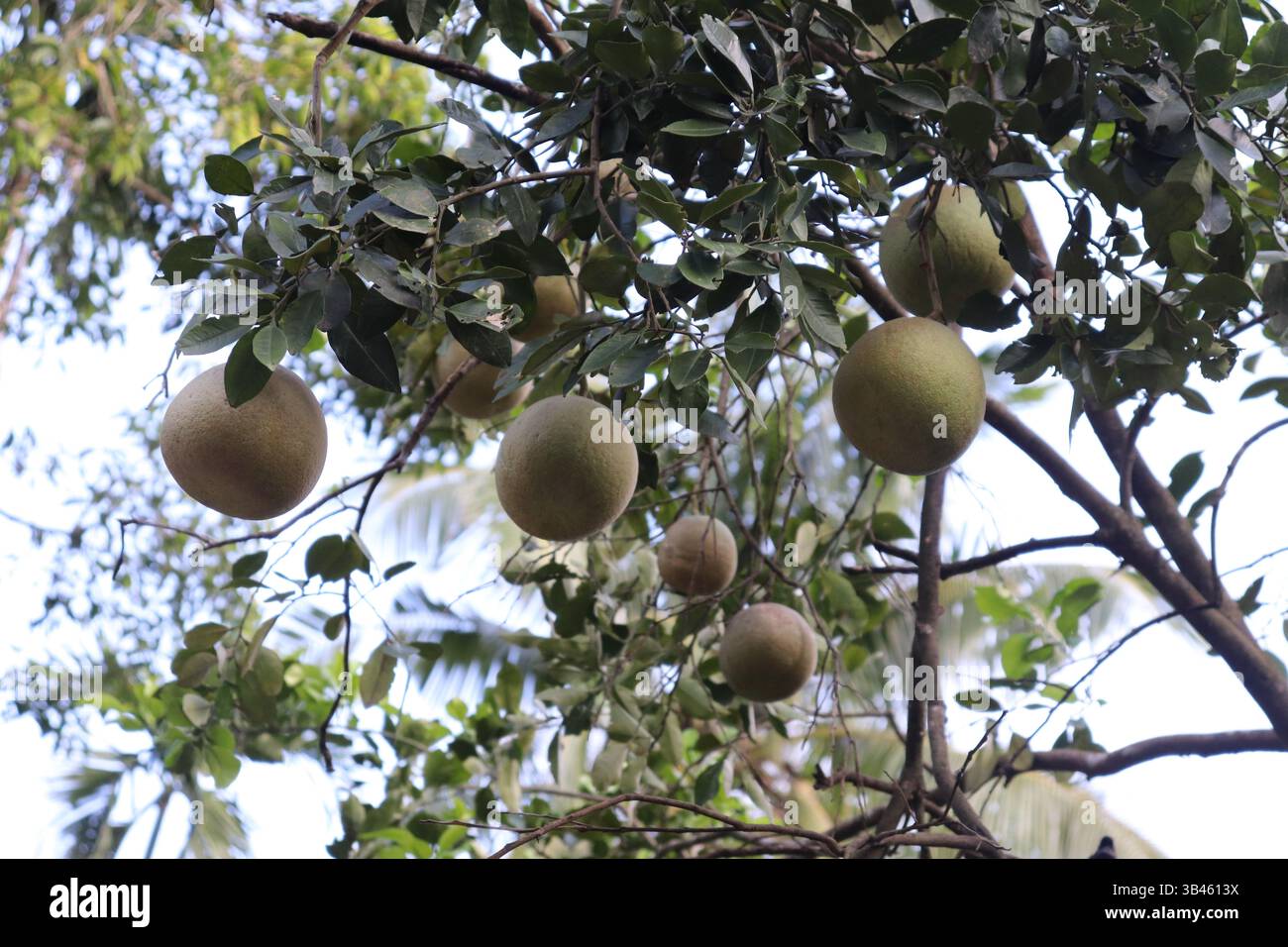 Pomelo tree, bearing round, ripe fruits hanging amid green leaves and ...