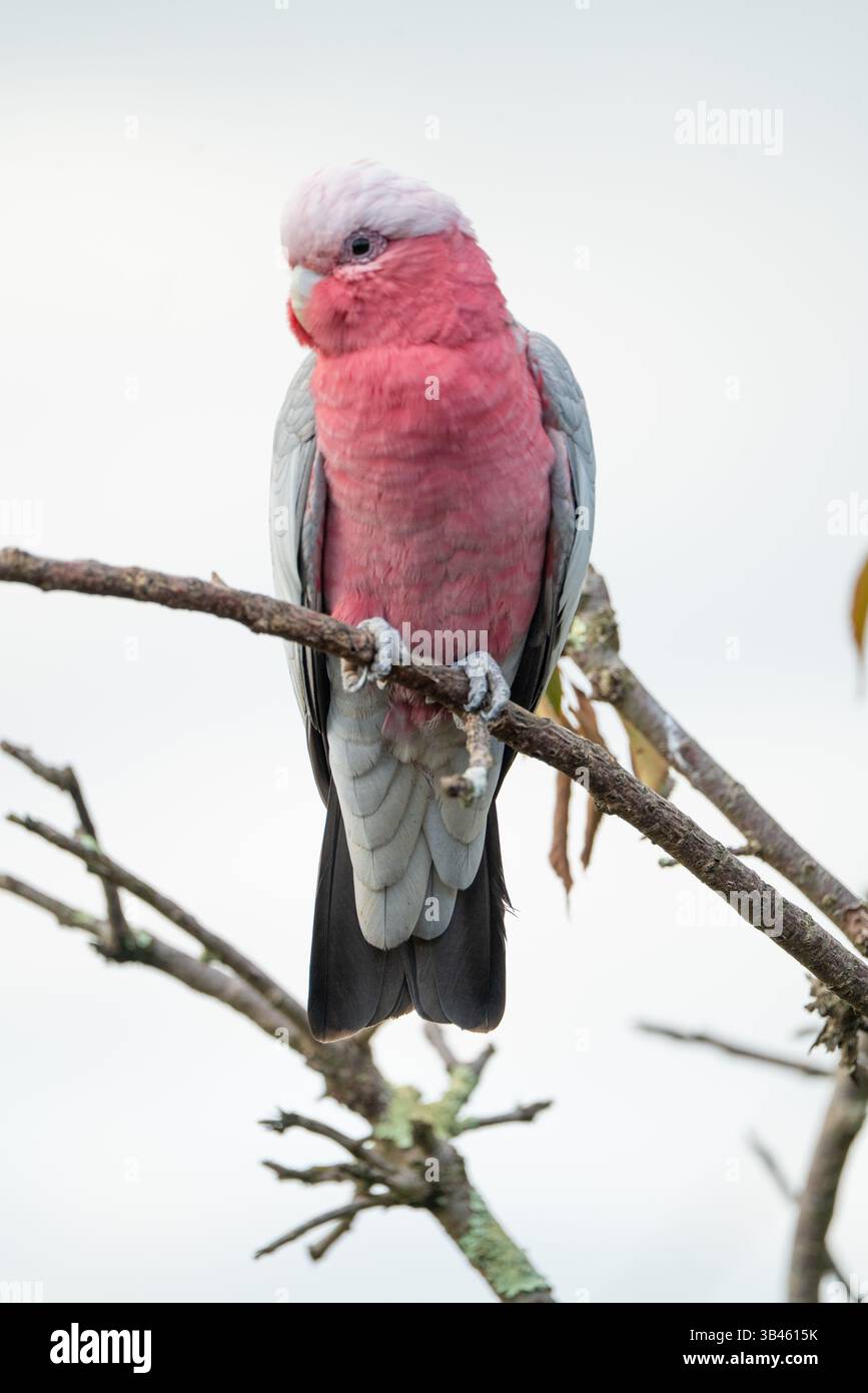a galah parrot sitting in a tree in melbourne garden Stock Photo - Alamy