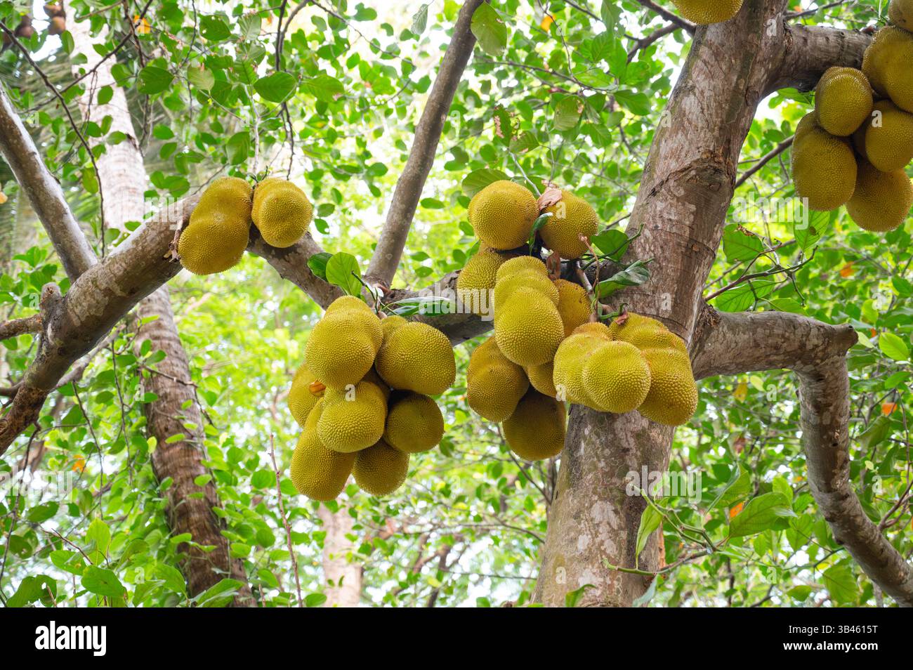 Green jackfruit or nangka growing on a tree, tropical fruit in India ...