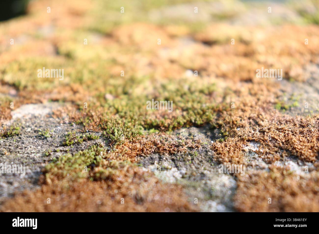 Detailed view of old stone covered with brown algae and green moss ...