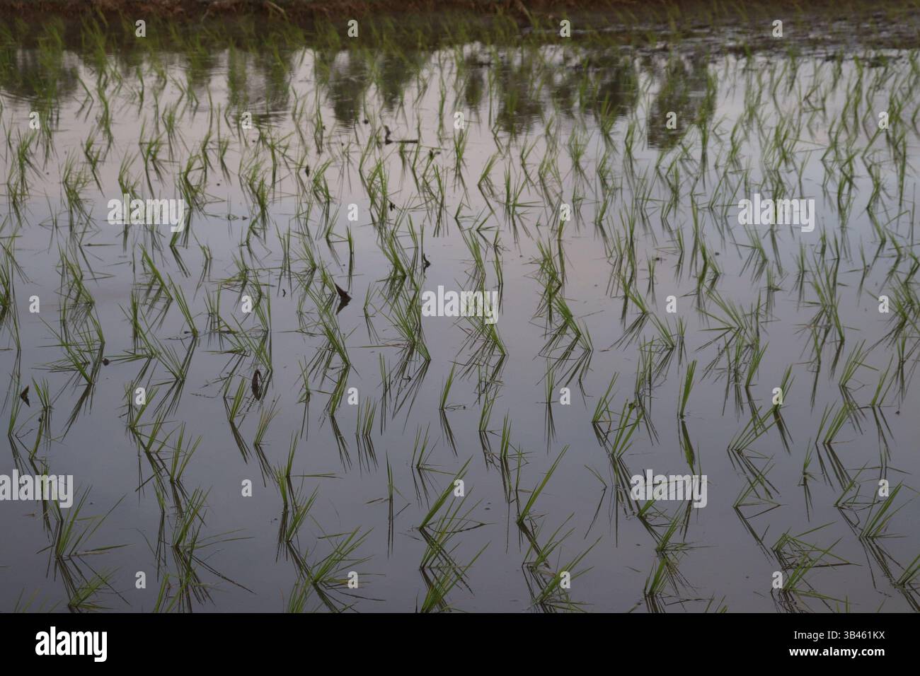 Rows of young rice plants stand in a flooded paddy field, their fresh ...