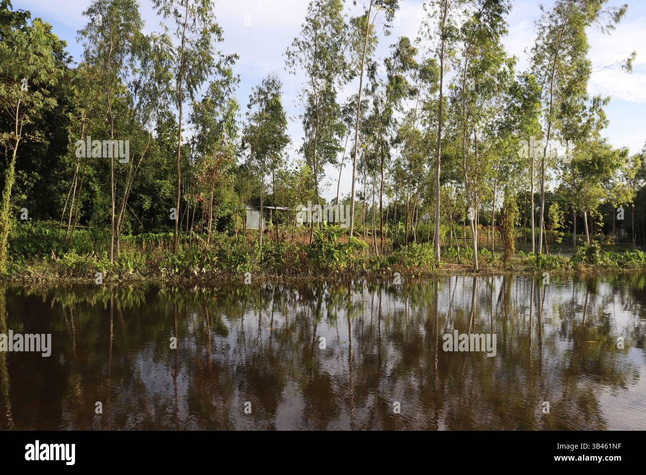 Scenic view capturing tall, slender trees along a lake, their green ...