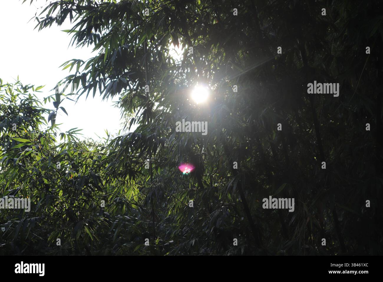 Sunlight streams through lush green bamboo leaves, creating a radiant ...