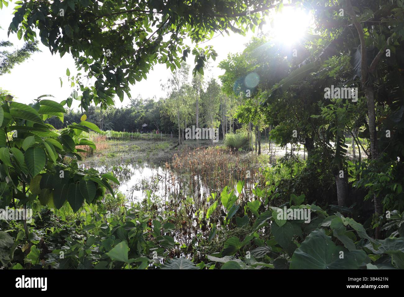 Tranquil pond view of rural Bangladesh, featuring lush greenery, various trees, and bright ...