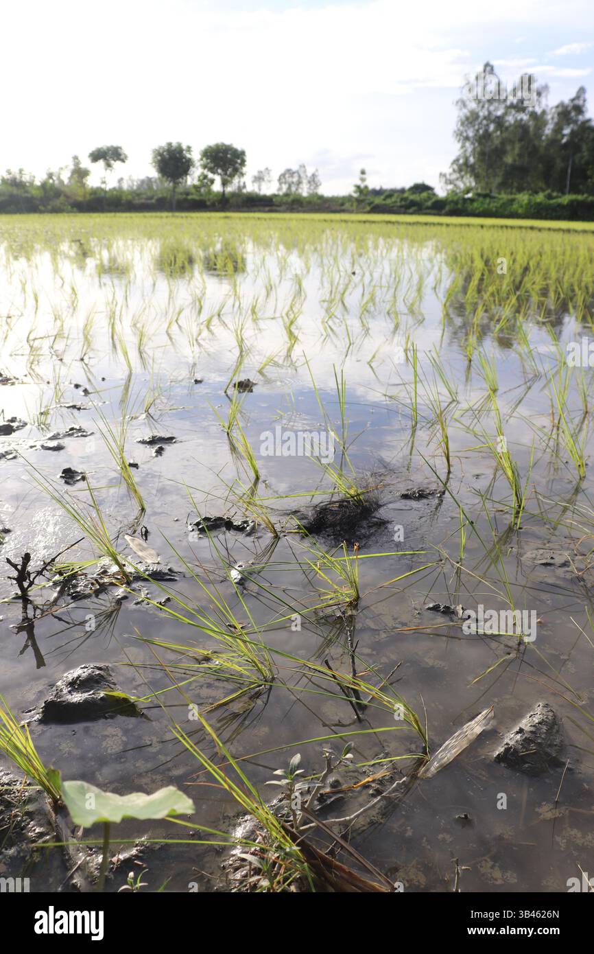 Close up captures rice stalks emerging from muddy water in a paddy ...