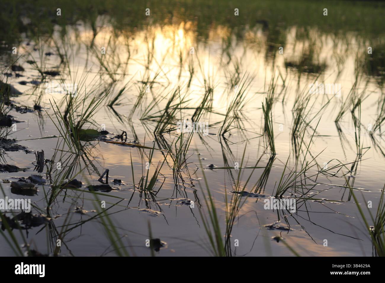 Close up of young rice plants emerge from the water, reflecting the sky ...