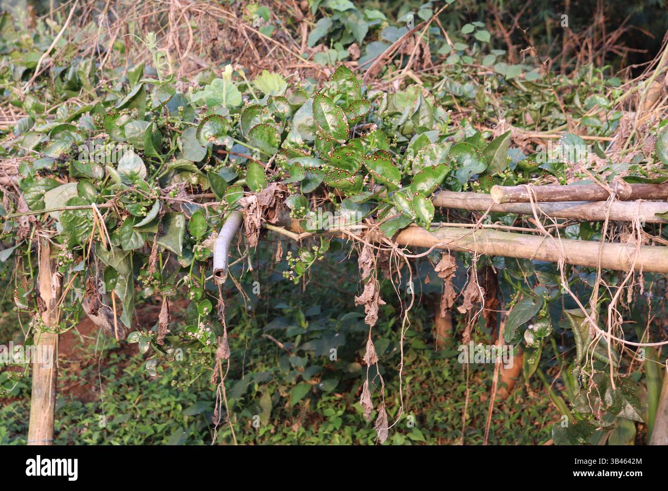 Outdoor shot displays green Basella alba vines climbing on a bamboo ...