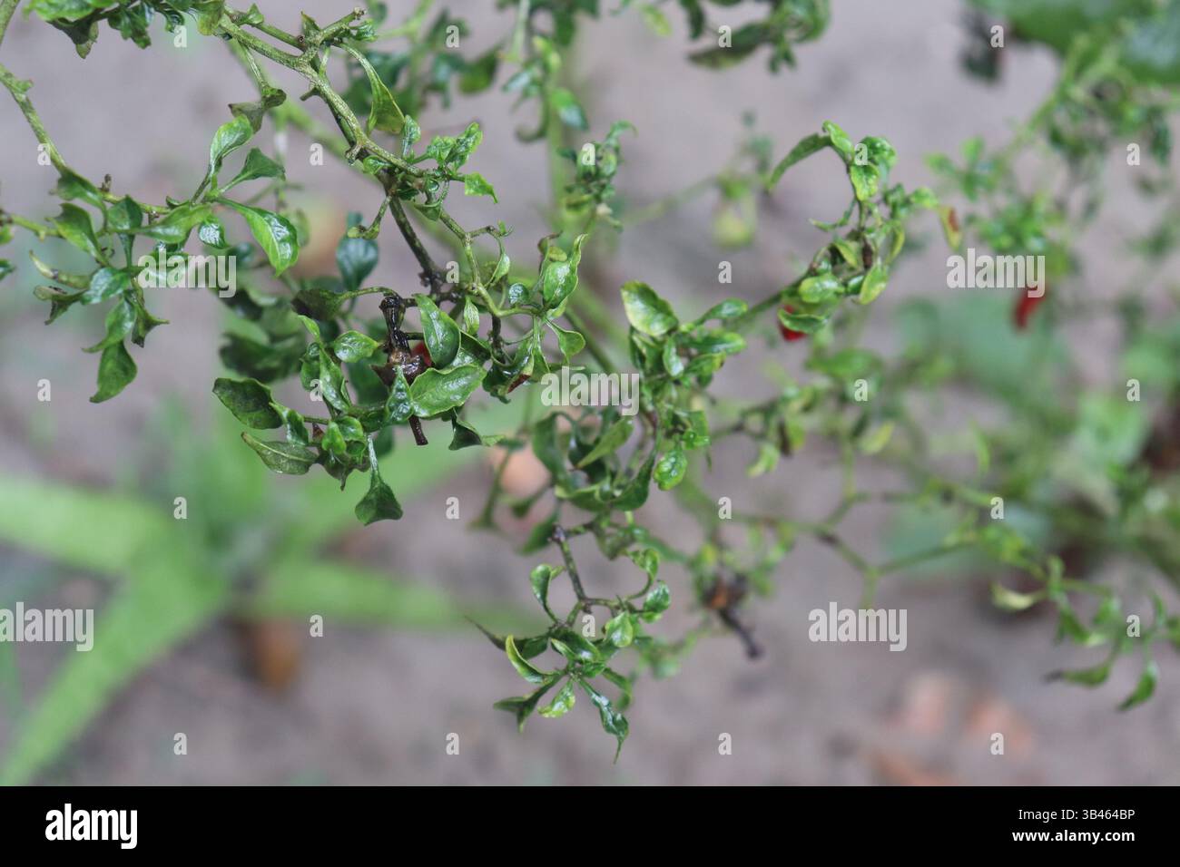 Close-up view captures the unhealthy foliage of a chili pepper plant ...