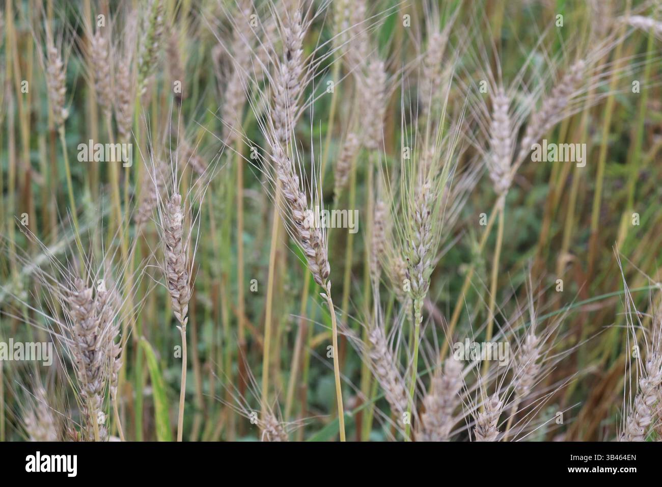 A detailed shot shows mature wheat stalks with prominent awns in a ...