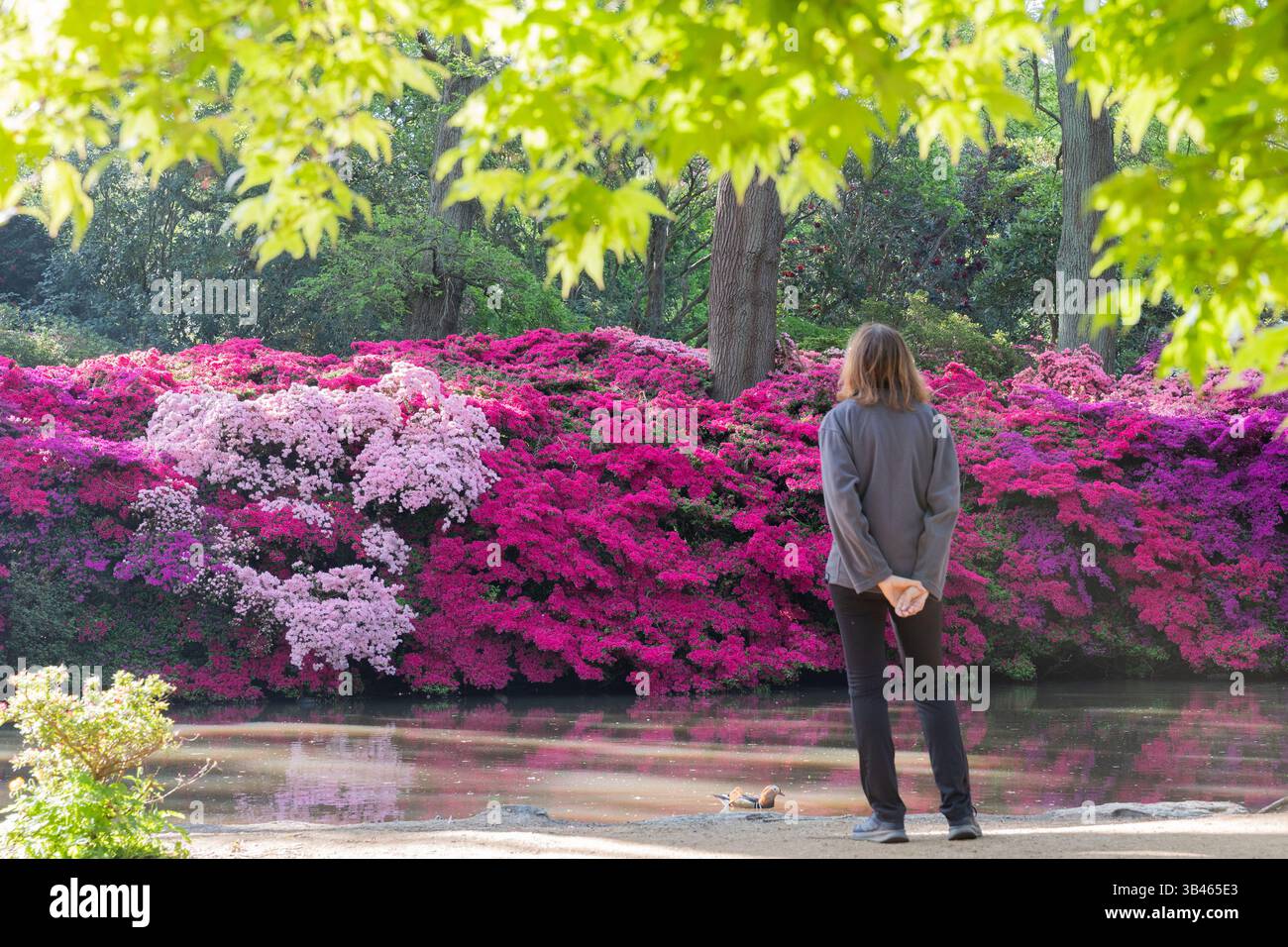 Richmond Upon Thames, London. Wednesday April 30 2025. A woman admires ...