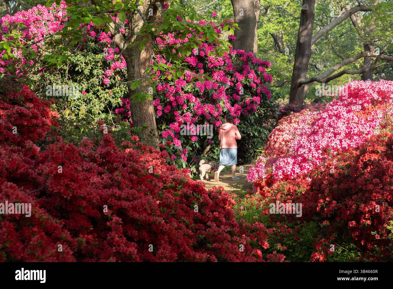 Richmond Upon Thames, London. Wednesday April 30 2025. A woman walks ...