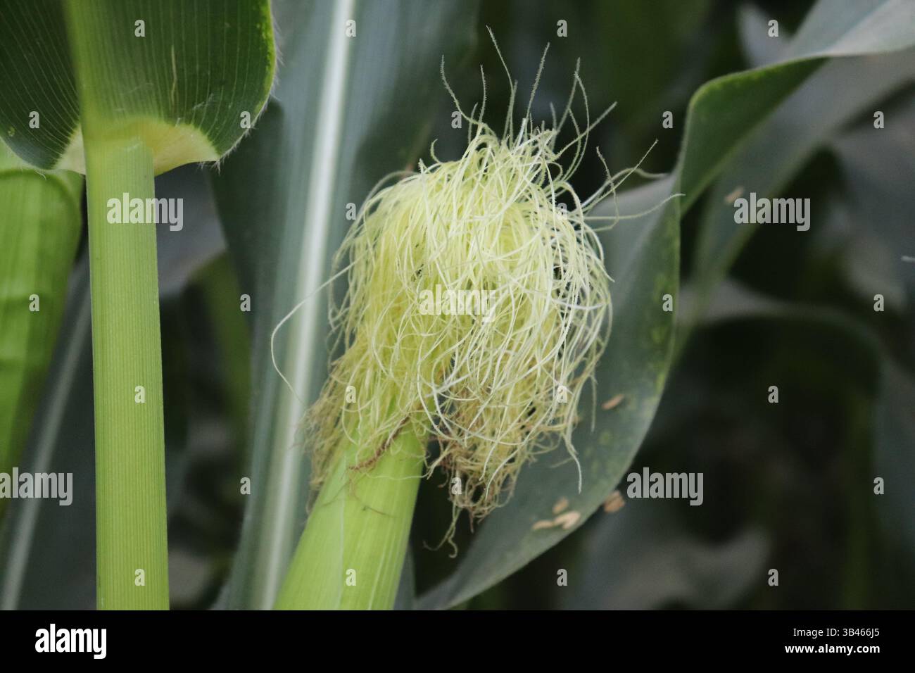 Close up shows a corn plant cob with a silk-like yellow tassel. Leaves ...