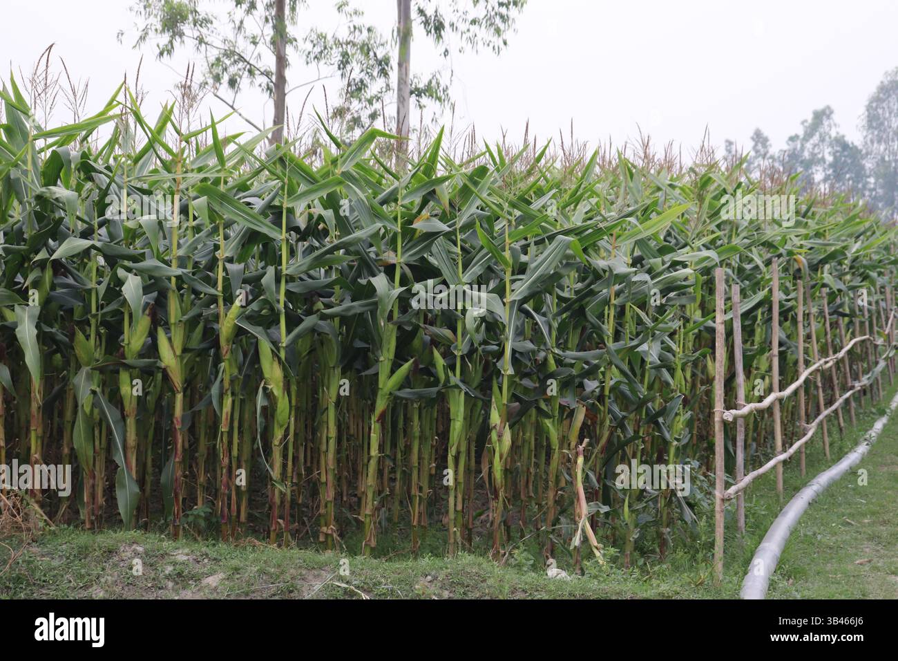 Rows of vibrant green corn plants stretch across a large field ...