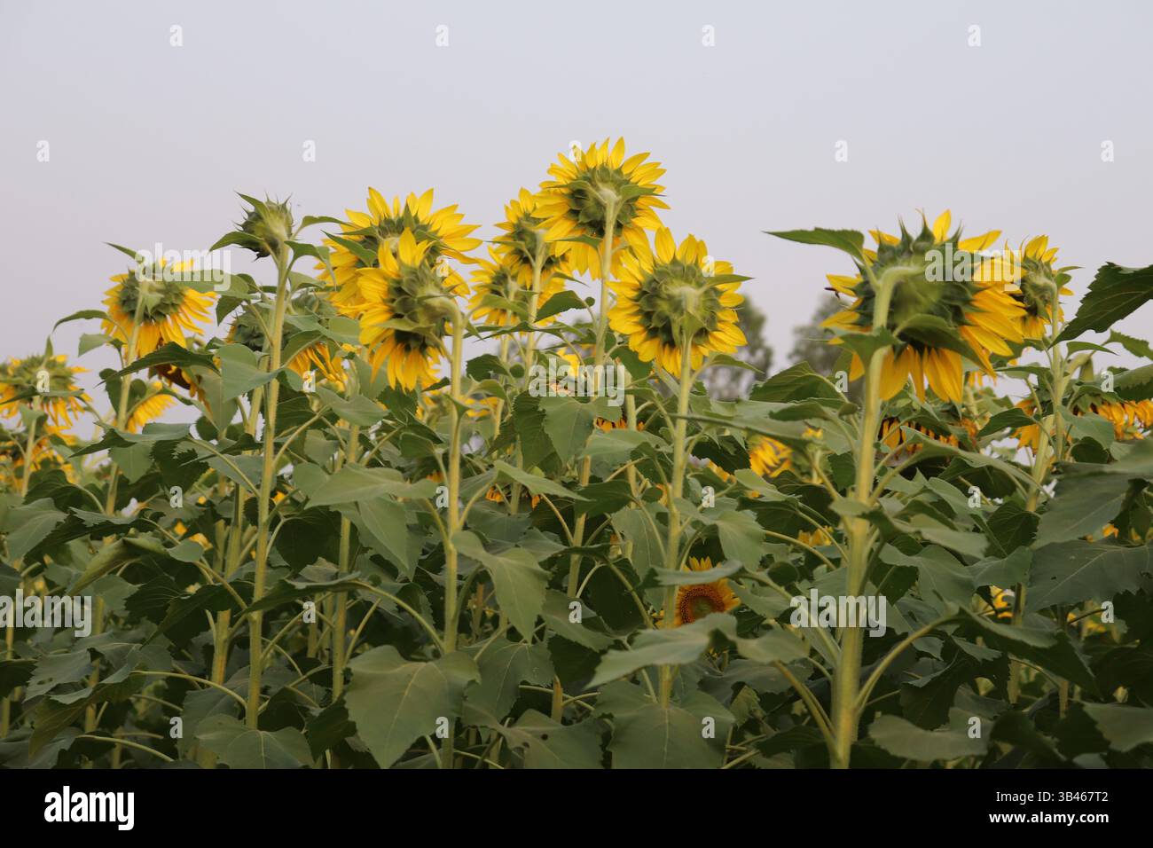 Sunny outdoors shot showcases hi-res stock photography and images - Alamy