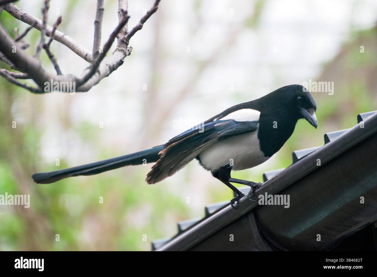 Crow eating insects hi-res stock photography and images - Alamy