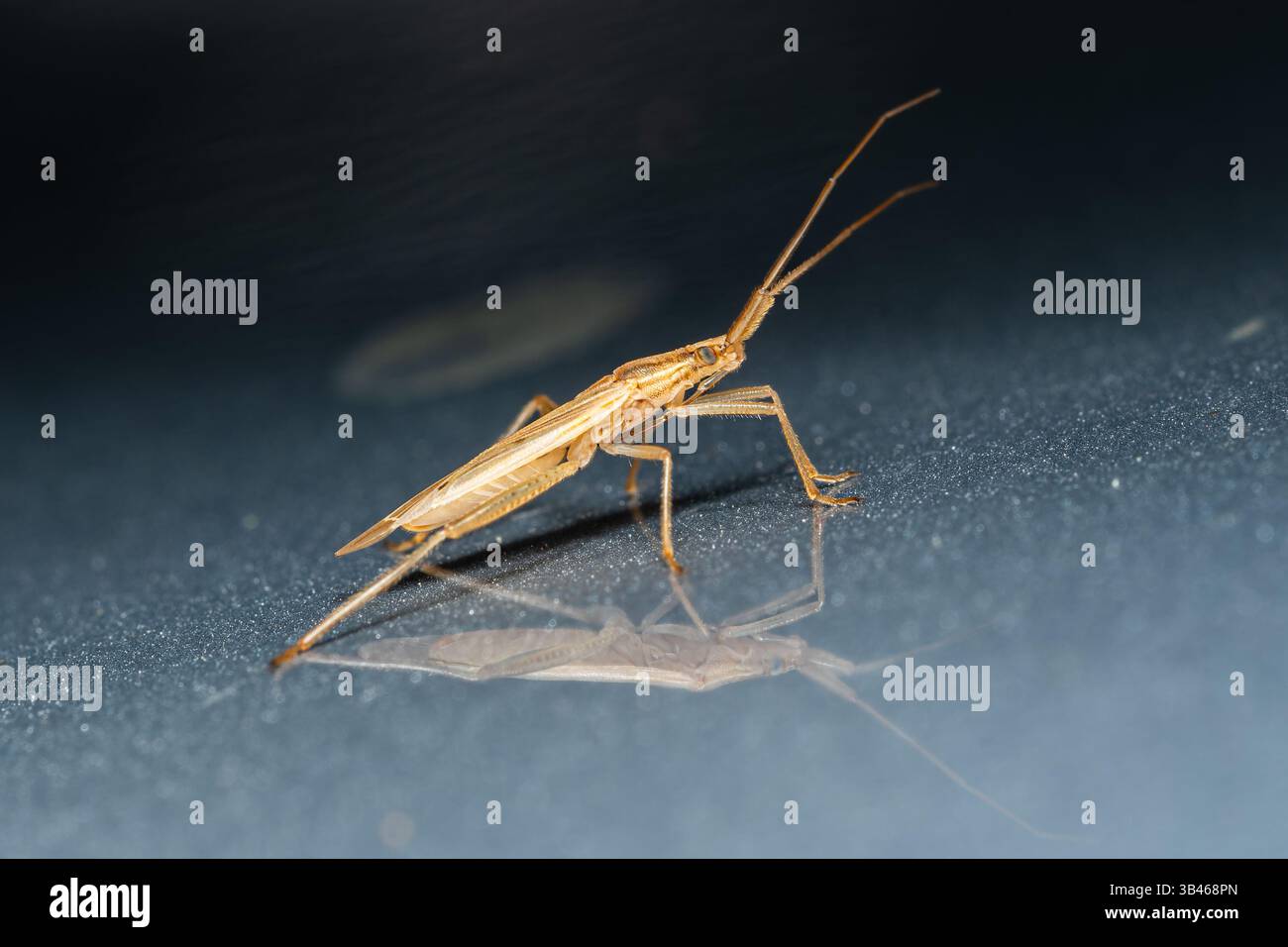Stenodema laevigata, grass bug of family Miridae, elongated brown true ...