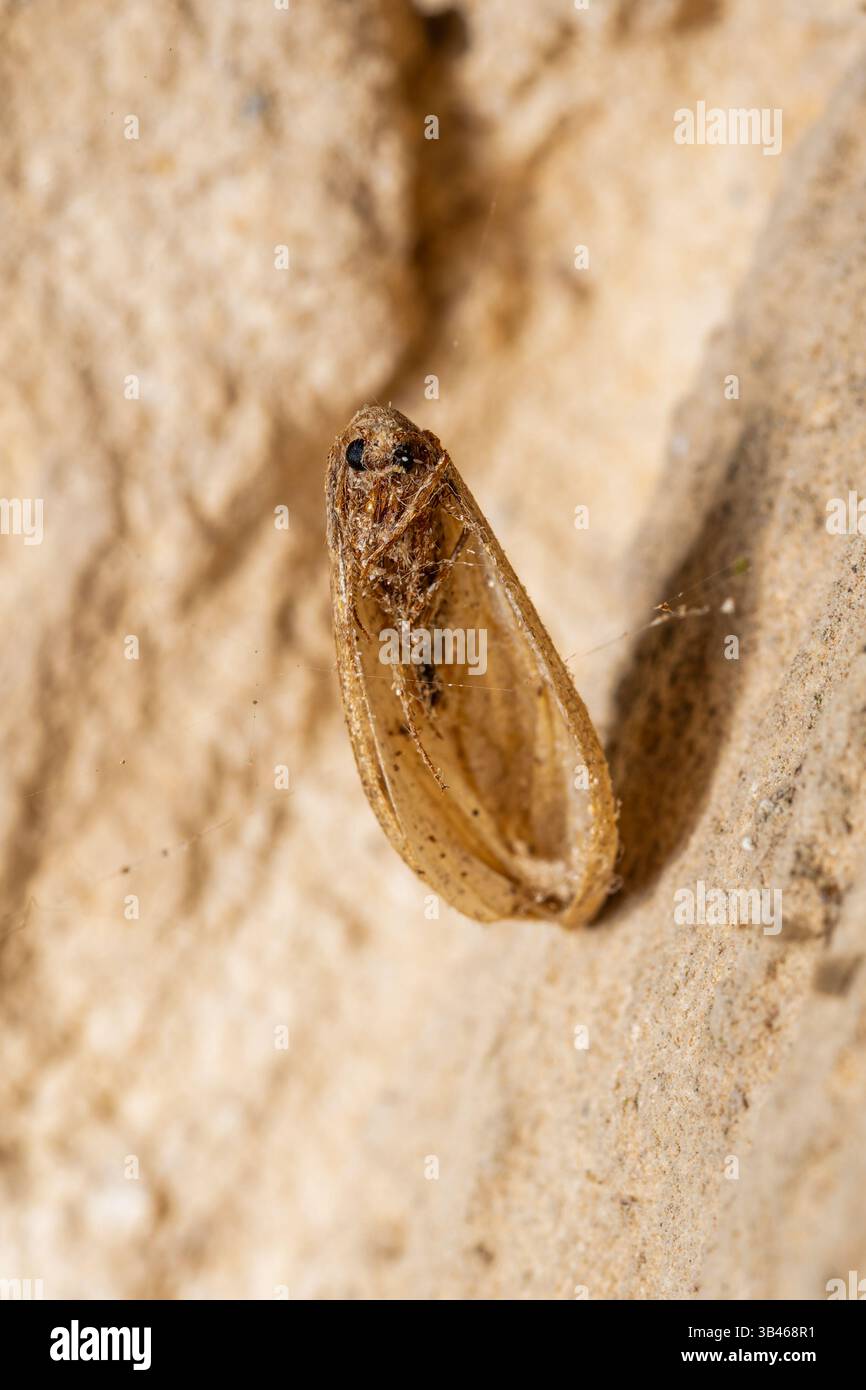 Tineola bisselliella, common clothes moth resting on wall, fabric pest ...