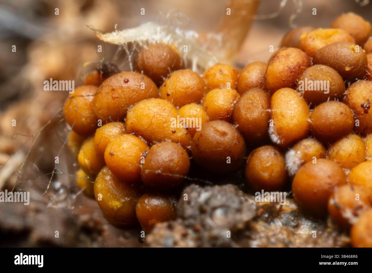 Trichia varia, slime mold fruiting bodies on decaying wood, myxomycete ...